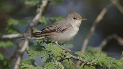 Olive-tree Warbler | Birds Wiki | Fandom