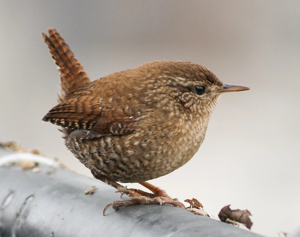 Winter Wren | Birds Wiki | Fandom