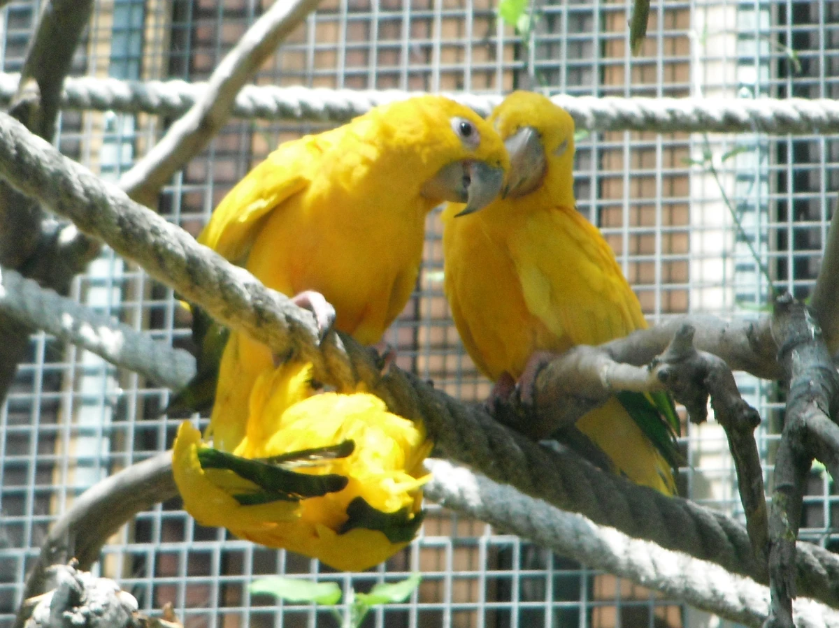 Golden Parakeet | Birds Wiki | Fandom