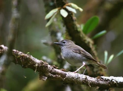 Puaiohi | Birds Wiki | Fandom