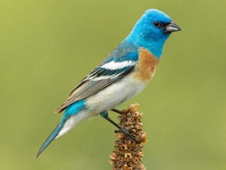 Lazuli Bunting | Birds Wiki | Fandom