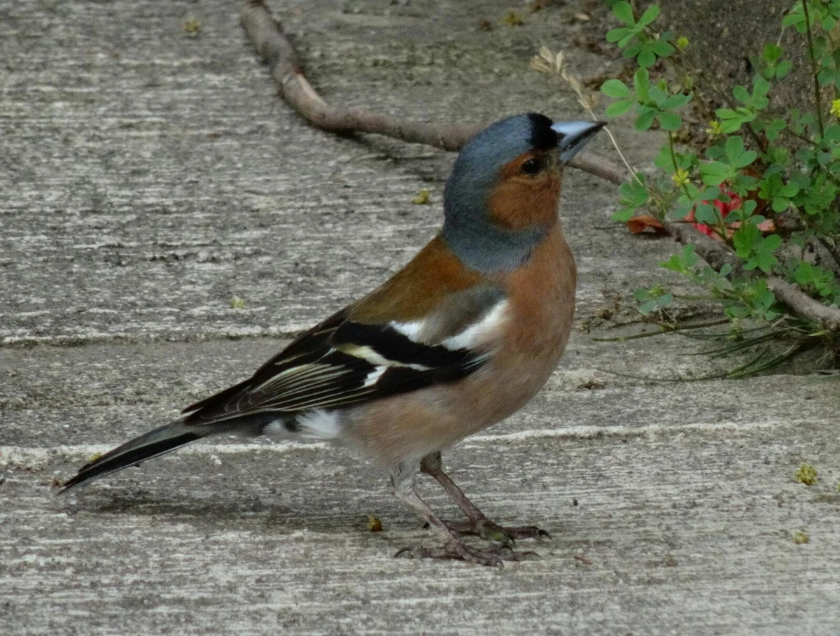 Common Chaffinch | Birds Wiki | Fandom