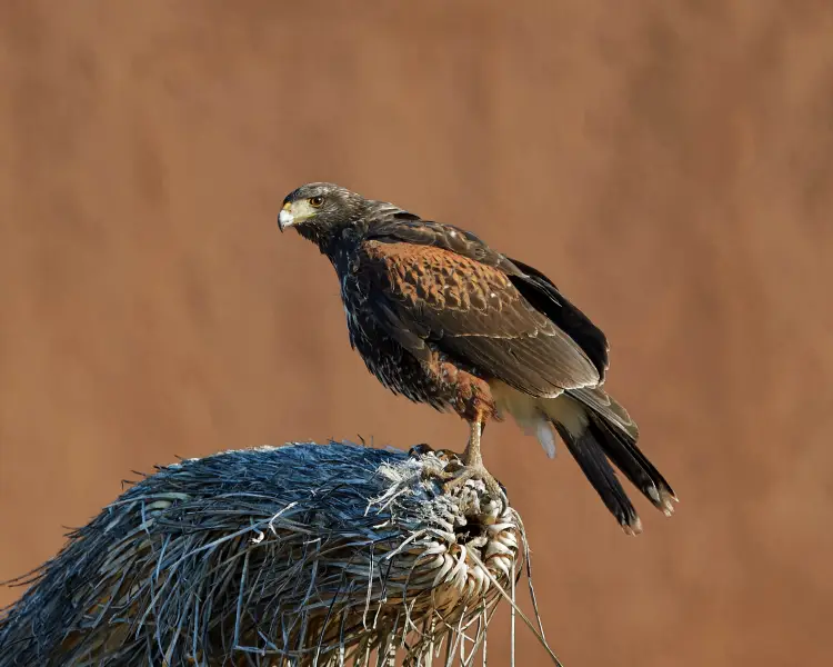 Harris's Hawk | Birds Wiki | Fandom