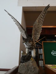 Merlin | Birds Wiki | Fandom