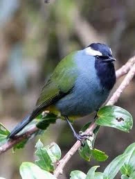 Eastern Crested Berrypecker | Birds Wiki | Fandom