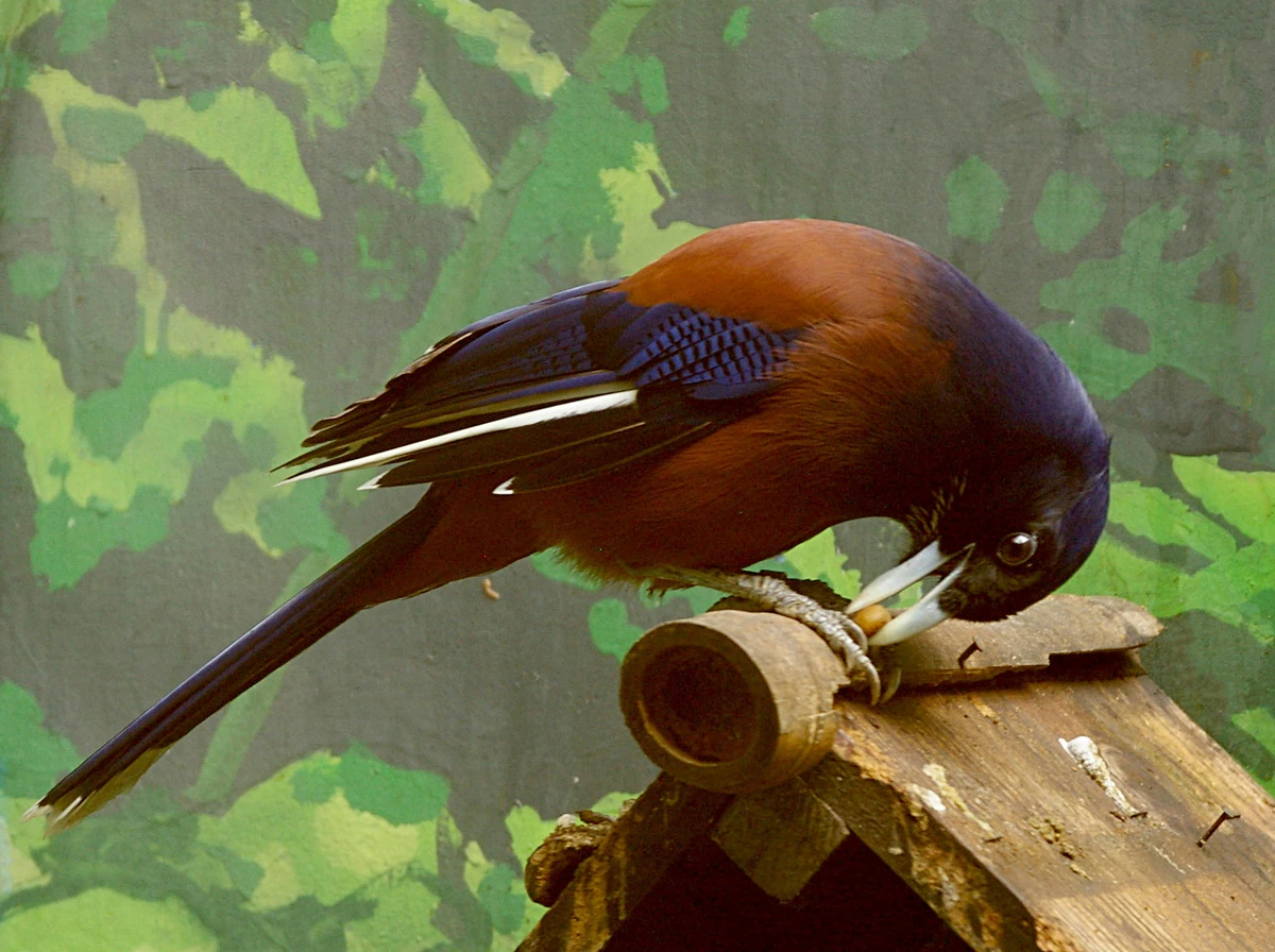 Lidth's Jay | Birds Wiki | Fandom