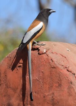 Rufous Treepie | Birds Wiki | Fandom