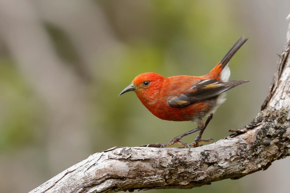 'Apapane | Birds Wiki | Fandom