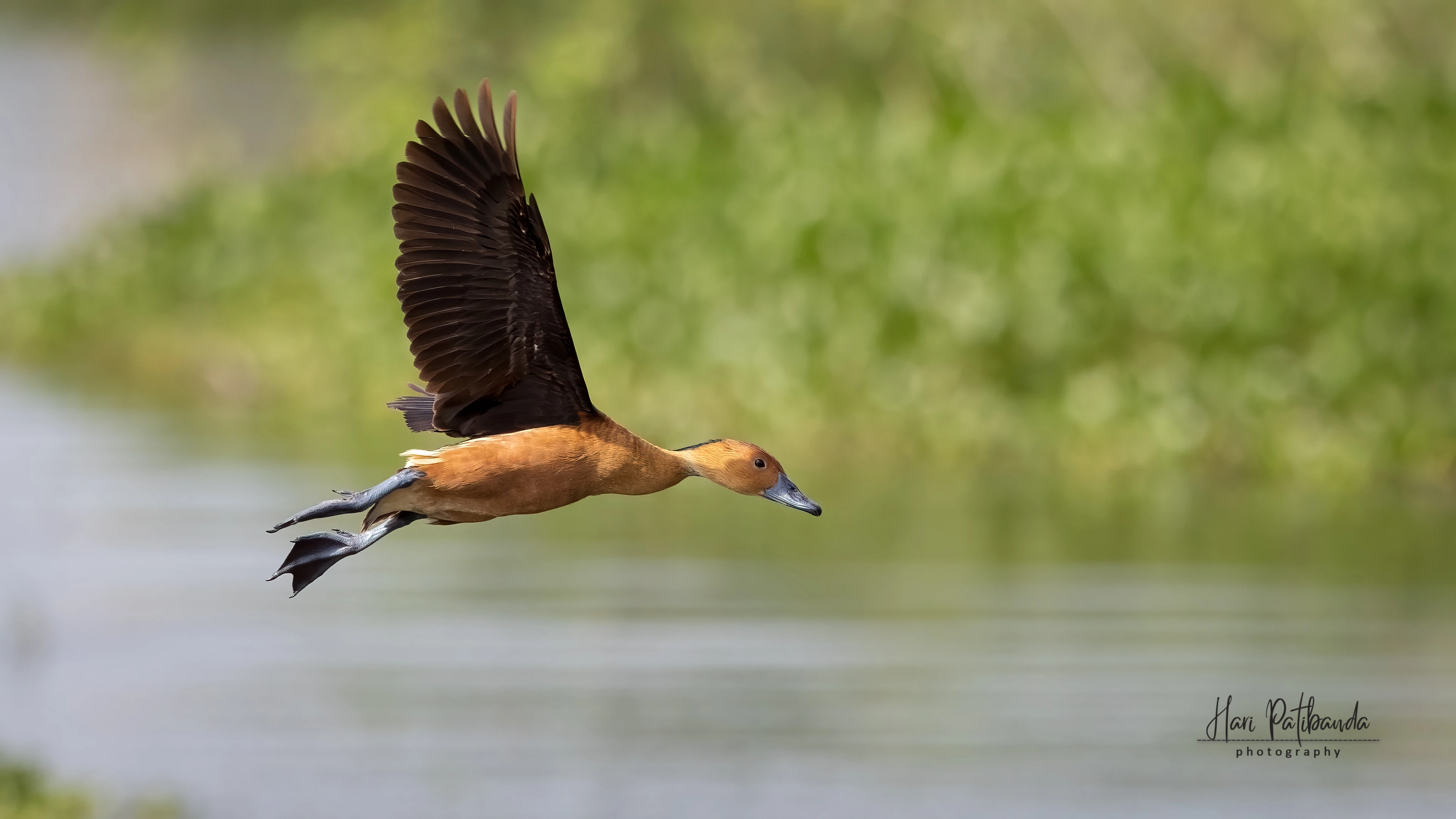 Fulvous Tree Duck Fulvous Whistling Duck | State Of Tennessee,