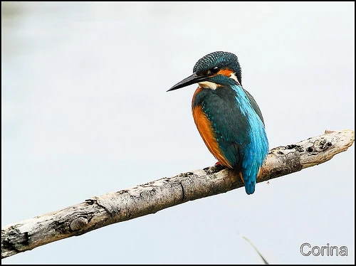 Category:Alcedo | Birds Wiki | Fandom