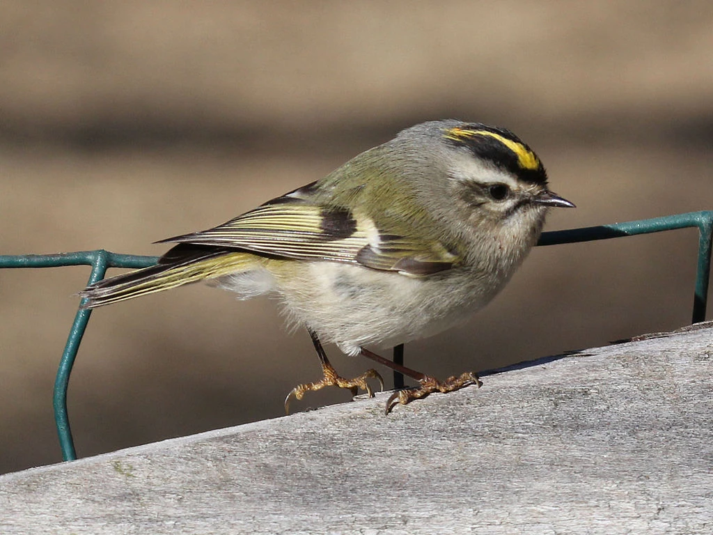 Golden-crowned Kinglet | Birds Wiki | Fandom