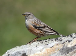Alpine Accentor | Birds Wiki | Fandom