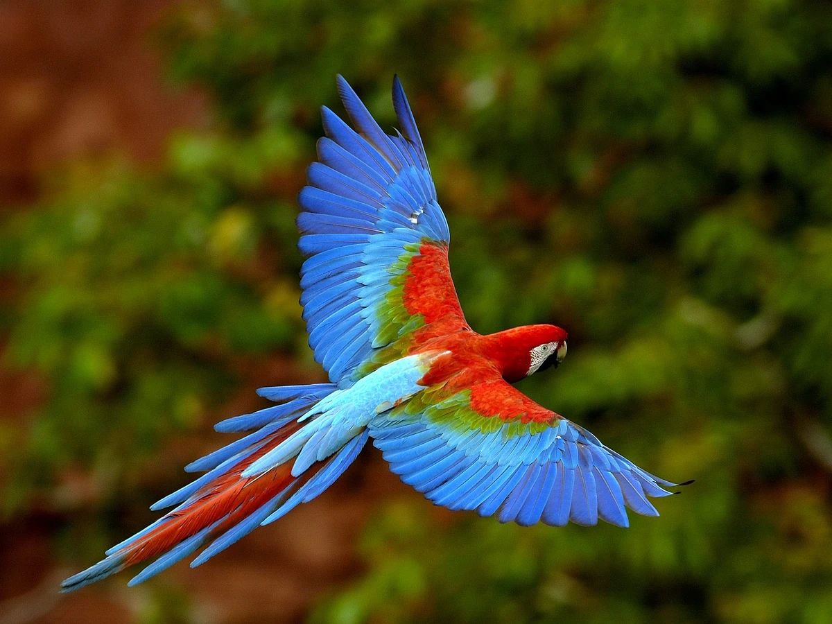 Green-winged Macaw | Birds Wiki | Fandom