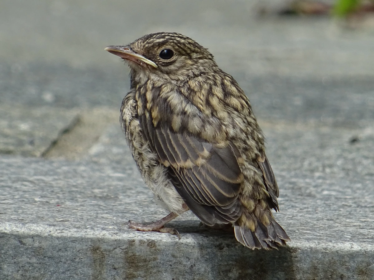 Fledgling | Birds Wiki | Fandom