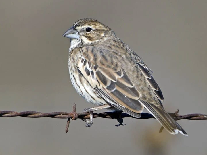 Lark Bunting | Birds Wiki | Fandom