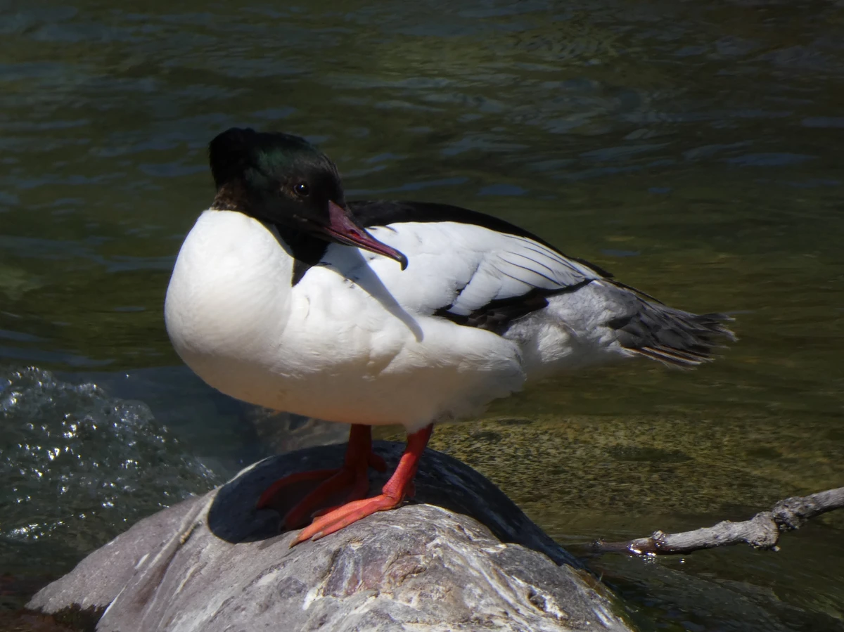Goosander | Birds Wiki | Fandom