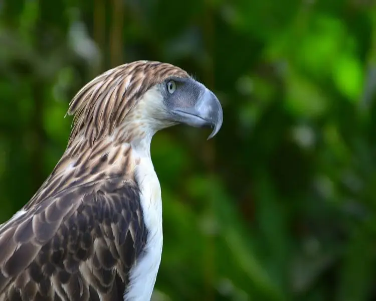 Philippine Eagle | Birds Wiki | Fandom