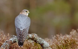 Merlin | Birds Wiki | Fandom