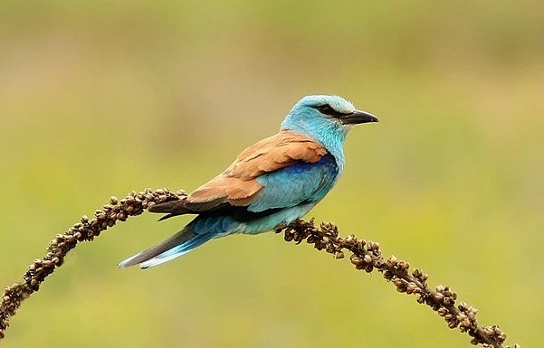 European Roller | Birds Wiki | Fandom
