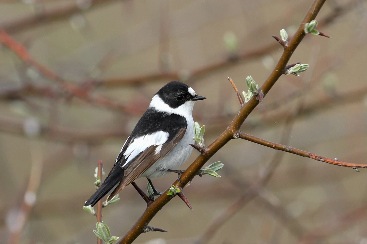 Collared Flycatcher | Birds Wiki | Fandom