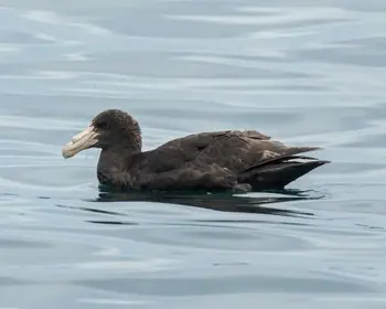 Southern Giant Petrel | Birds Wiki | Fandom