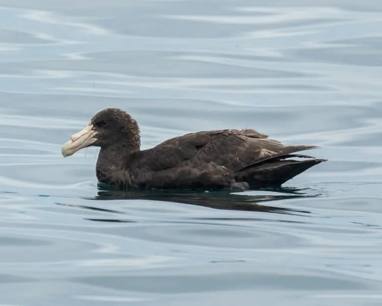 Southern Giant Petrel | Birds Wiki | Fandom