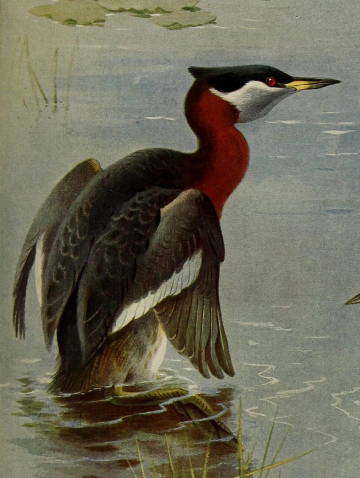 Red-necked Grebe | Birds Wiki | Fandom