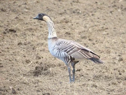 Nene | Birds Wiki | Fandom