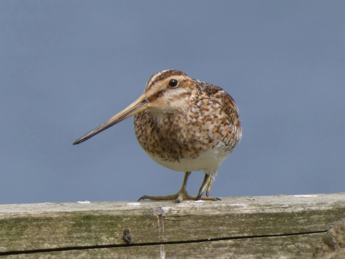 Common Snipe | Birds Wiki | Fandom