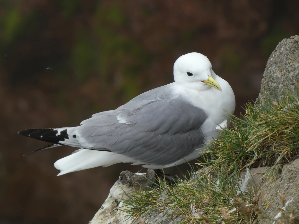 Black-legged Kittiwake | Birds Wiki | Fandom