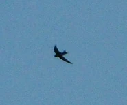 Common Swift | Birds Wiki | Fandom