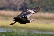 Southern Screamer | Birds Wiki | Fandom