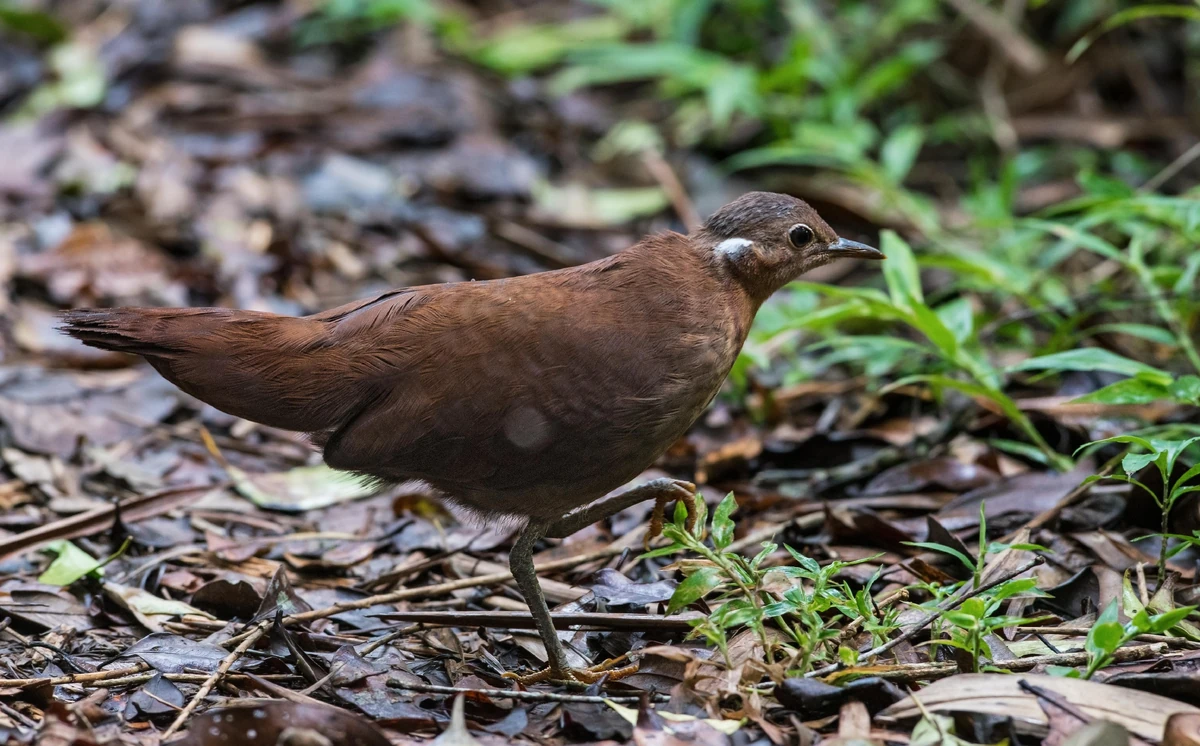 Brown Mesite | Birds Wiki | Fandom