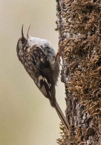 Brown Creeper | Birds Wiki | Fandom