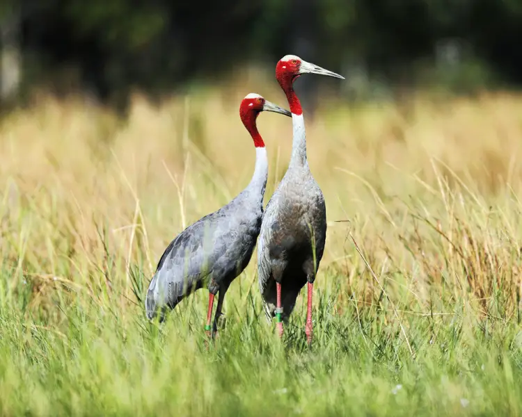 Sarus Crane | Birds Wiki | Fandom