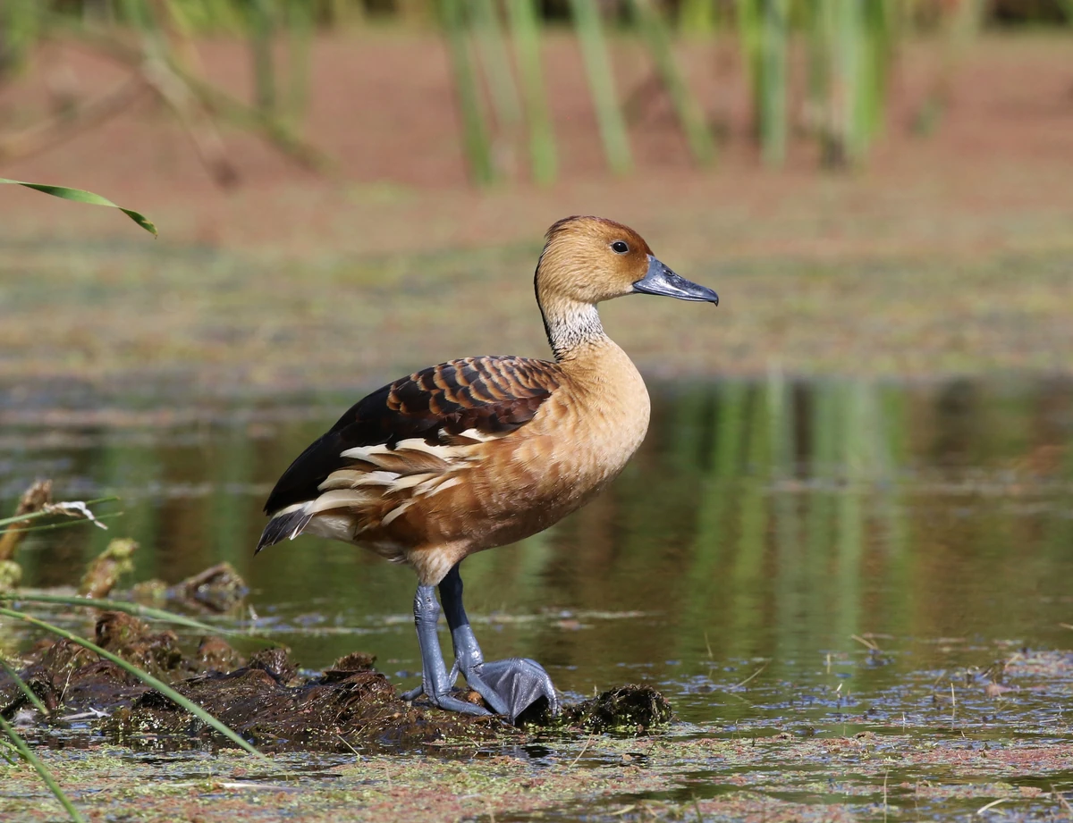 Fulvous Whistling Duck | Birds Wiki | Fandom