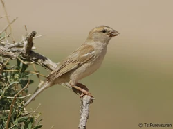 Saxaul Sparrow | Birds Wiki | Fandom