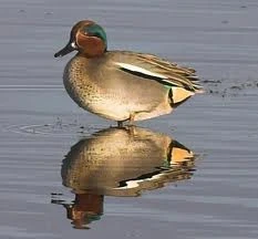Common Teal | Birds Wiki | Fandom
