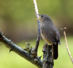 House Wren | Birds Wiki | Fandom