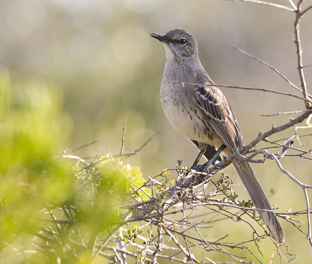 Bahama Mockingbird | Birds Wiki | Fandom