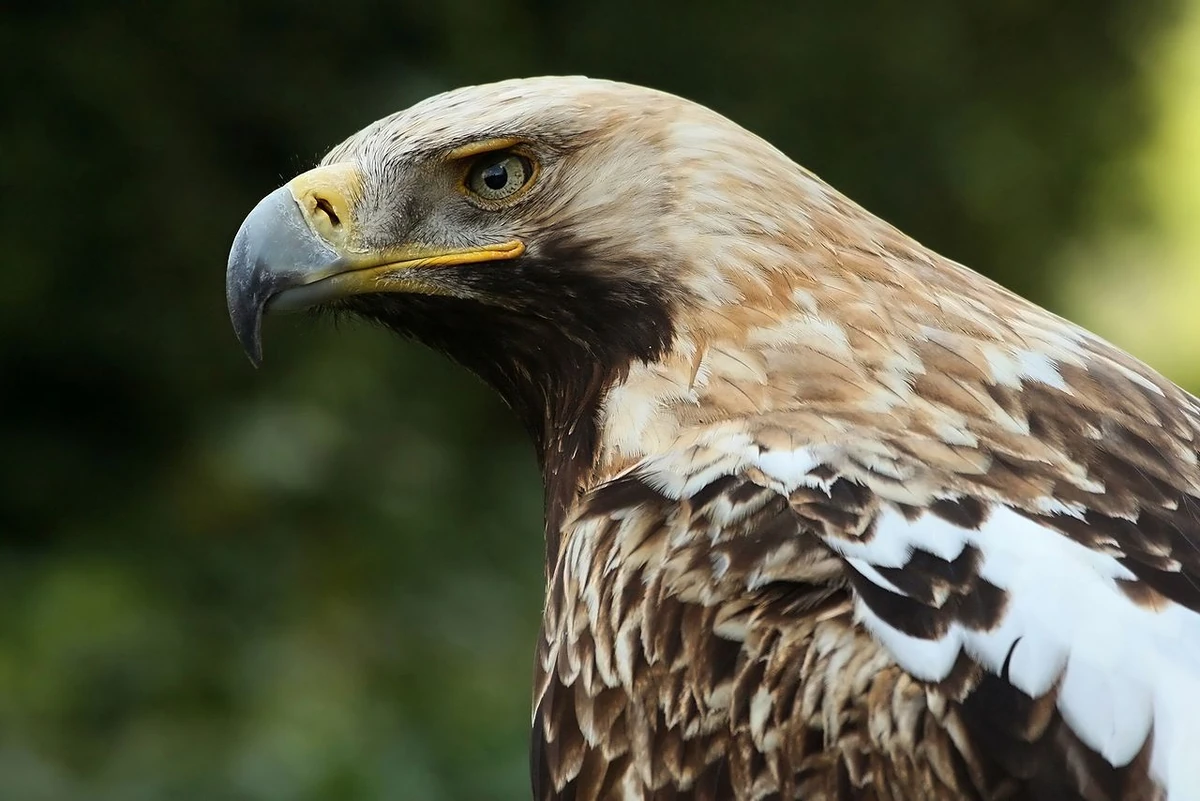 Eastern Imperial Eagle | Birds Wiki | Fandom