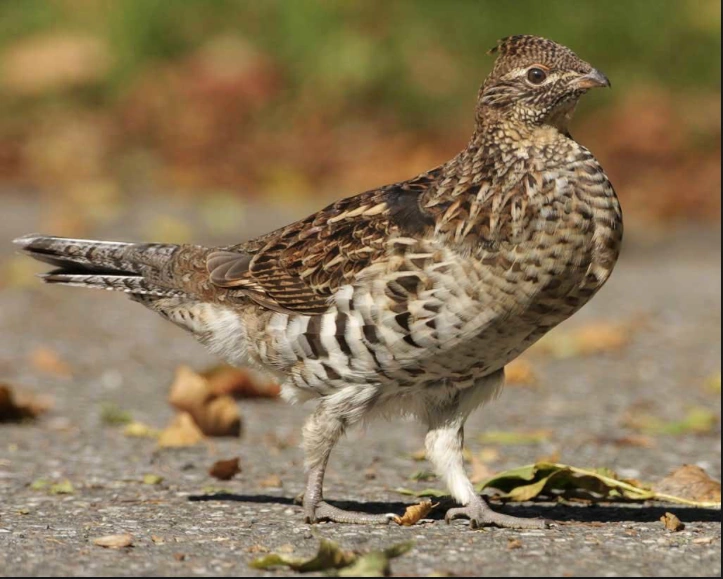 Female Ruffed Grouse