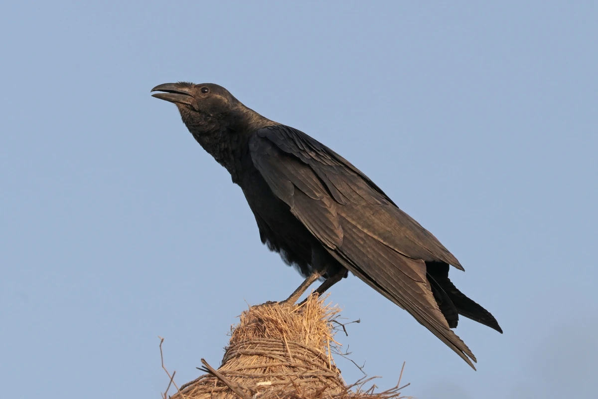 Fan-tailed Raven | Birds Wiki | Fandom