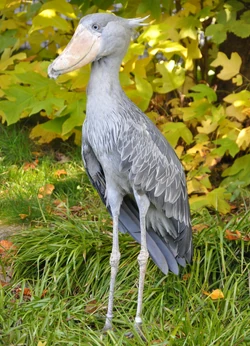 Shoebill | Birds Wiki | Fandom