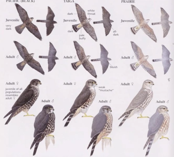 Merlin | Birds Wiki | Fandom