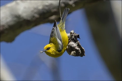 Blue-winged Warbler | Birds Wiki | Fandom