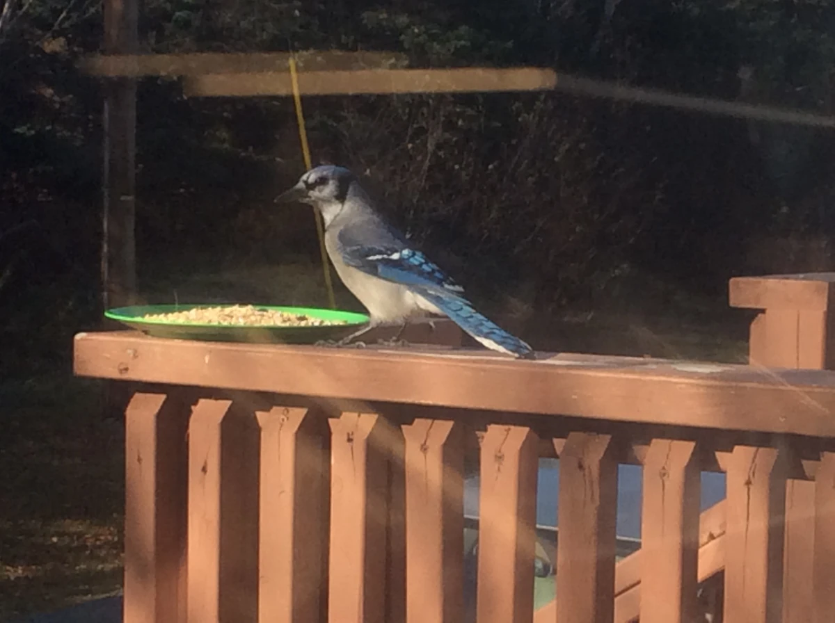 Blue Jay | Birds Wiki | Fandom