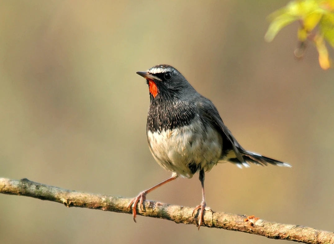 Himalayan Rubythroat | Birds Wiki | Fandom