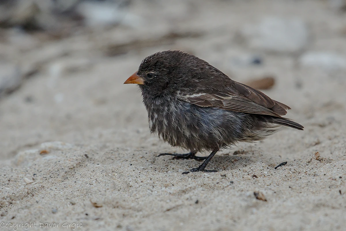 Vampire Ground-finch | Birds Wiki | Fandom