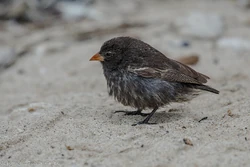 Vampire Ground-finch | Birds Wiki | Fandom